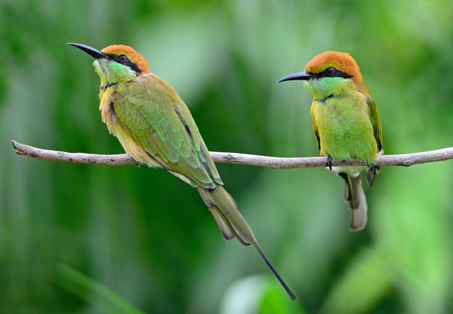 Little Bee-eater {Merops pusillus}