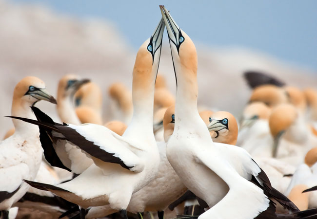Birds Endemic to South Africa