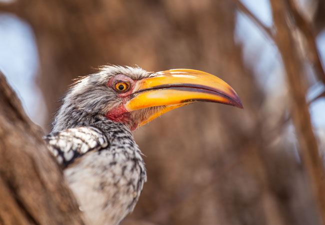 Birds Endemic to South Africa