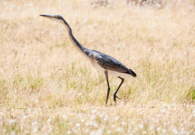 Black-headed Heron {Ardea melanocephala}