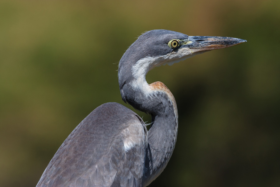 Black-headed Heron {Ardea melanocephala}