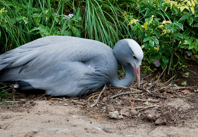 Blue Crane {Anthropoides paradisea}