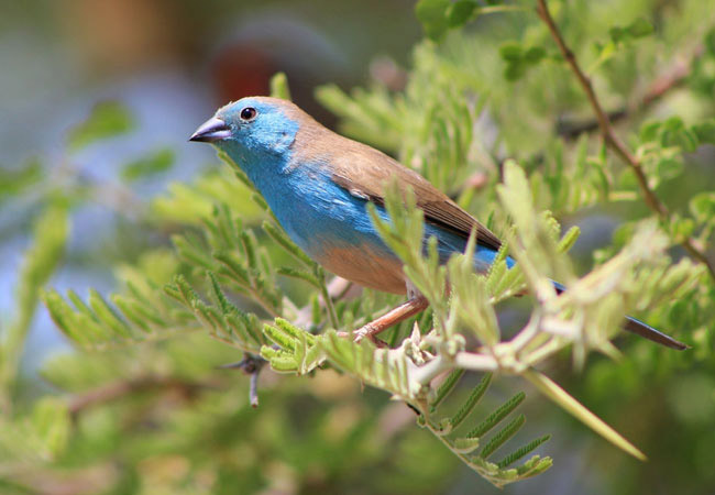 Blue Waxbill {Uraeginthus angolensis}