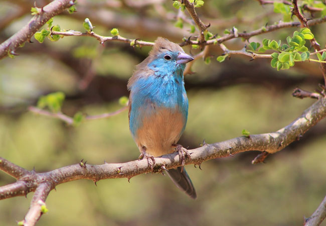 Blue Waxbill {Uraeginthus angolensis}
