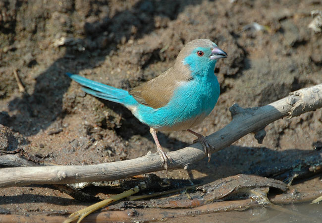 Blue Waxbill {Uraeginthus angolensis}
