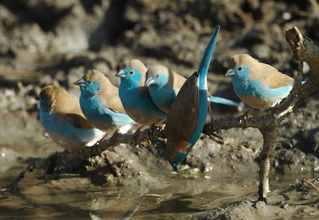 Blue Waxbill: The Vibrant Bird That Brings Color to the Wild – New and Tips