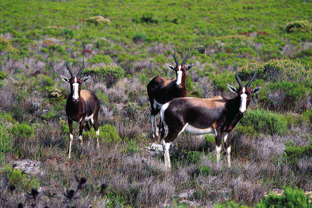 Bontebok