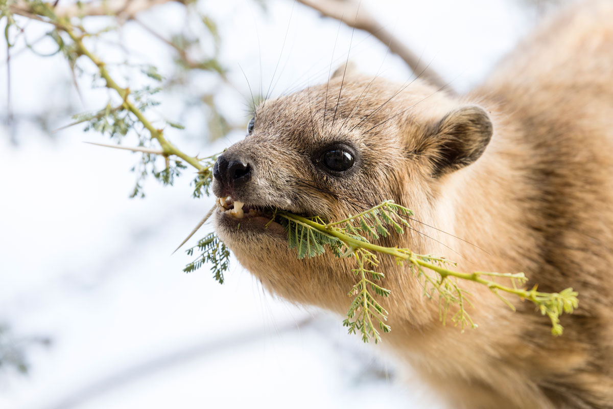 Hyrax