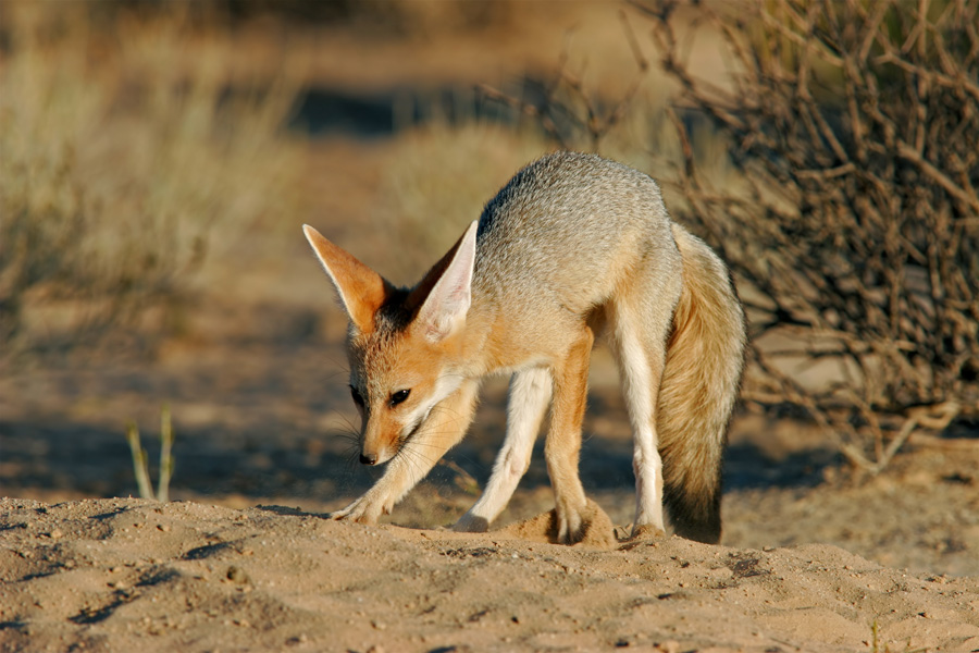 Cape Fox