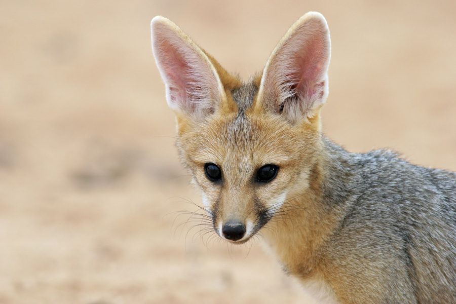 Cape Fox