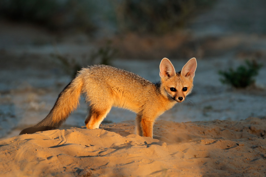 Cape Fox
