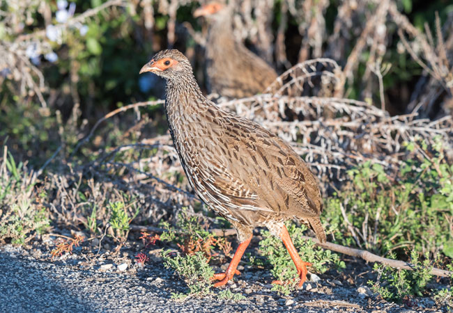 Cape Francolin {Pternistis capensis}