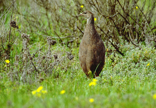 Cape Francolin {Pternistis capensis}