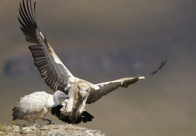 Cape Griffon Vulture {Gyps coprotheres}