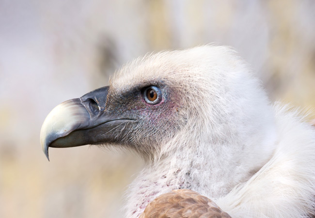 Cape Griffon Vulture {Gyps coprotheres}