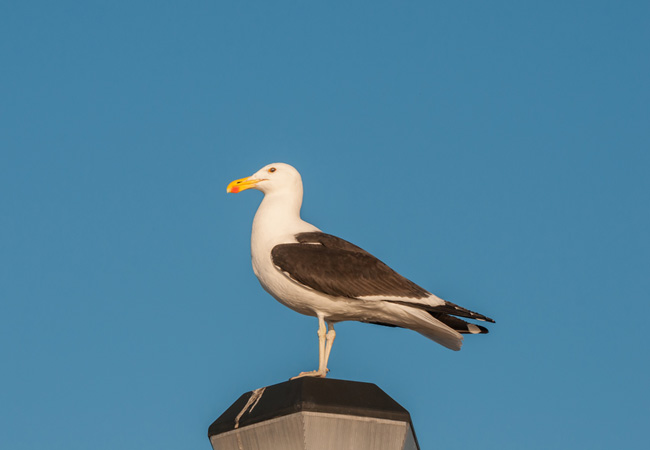 Cape Gull {Larus dominicanus}