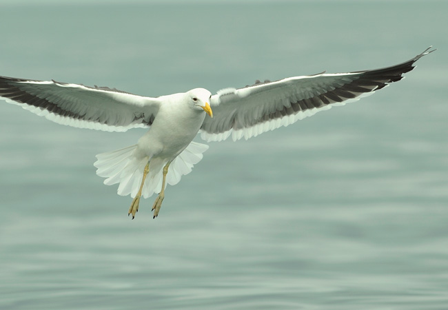 Cape Gull {Larus dominicanus}