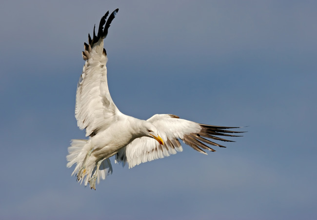 Cape Gull {Larus dominicanus}