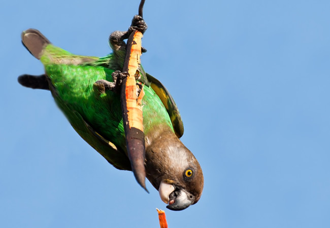 Cape Parrot {Poicephalus robustus}