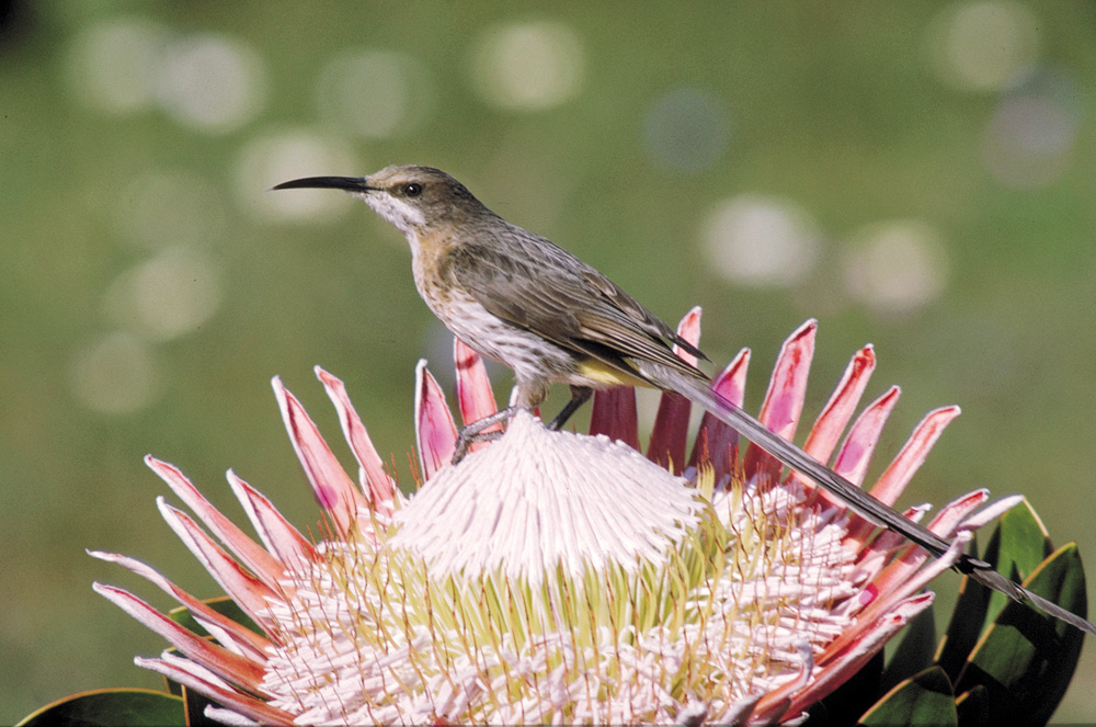 Cape Sugarbird {Promerops cafer}