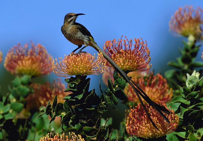 Cape Sugarbird {Promerops cafer}
