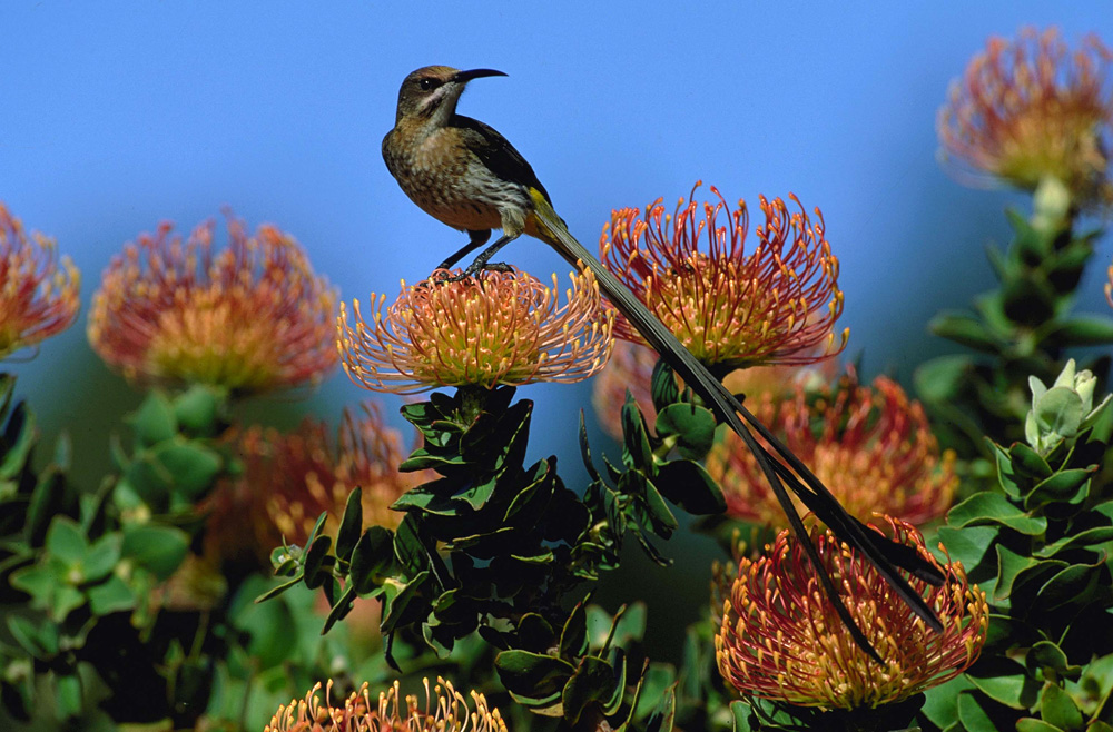 Cape Sugarbird {Promerops cafer}
