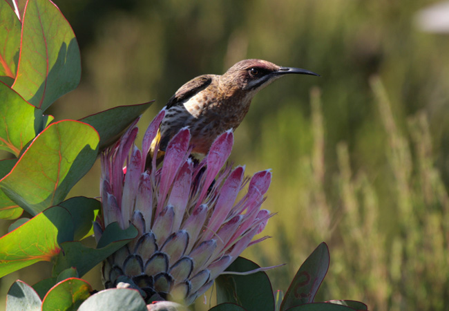 Cape Sugarbird {Promerops cafer}