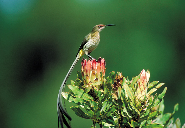 Cape Sugarbird {Promerops cafer}
