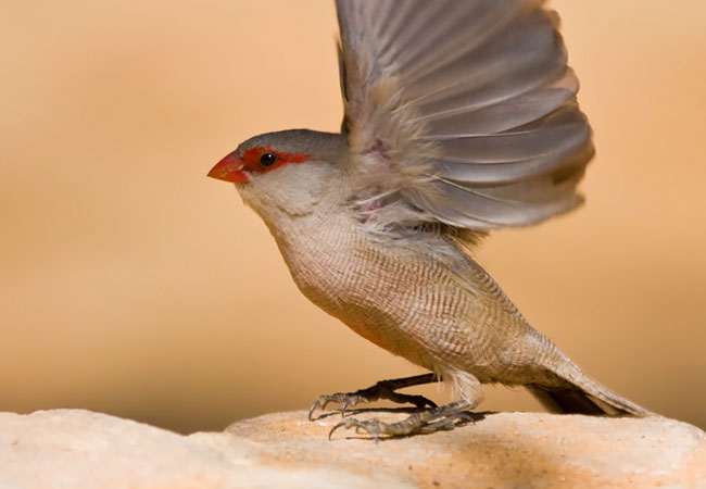 Common Waxbill {Estrilda astrild}