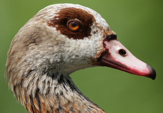 Egyptian Goose {Alopochen aegyptiacus}