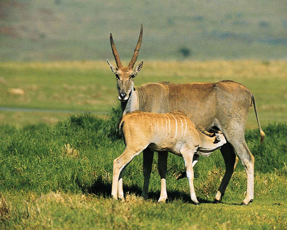 African Eland Animal