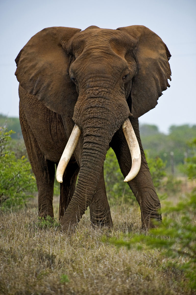 South African Animals Elephants