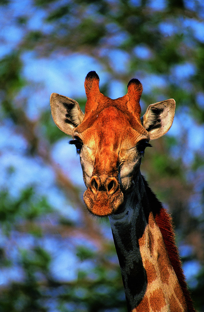 Giraffe {Giraffa Camelopardalis}