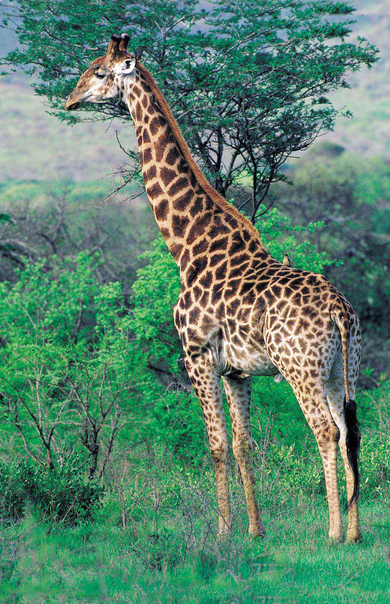 Giraffe {Giraffa Camelopardalis}