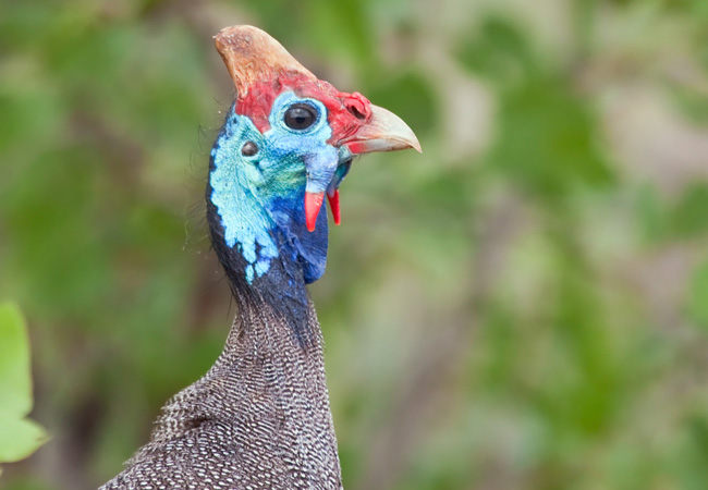 Helmeted Guineafowl {Numida meleagris}