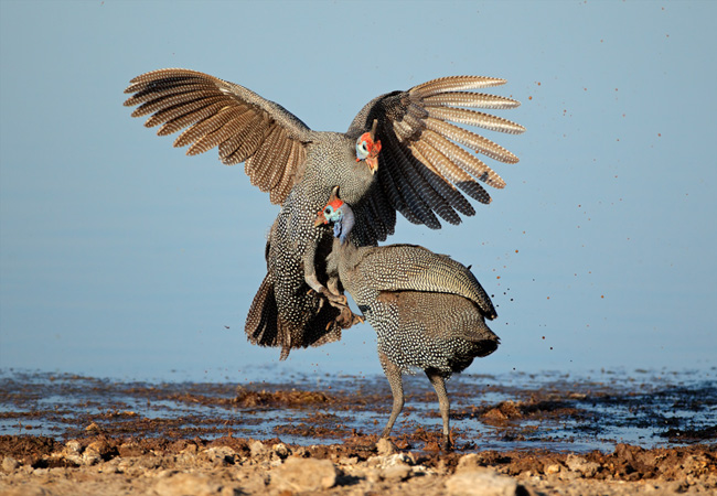 Helmeted Guineafowl {Numida meleagris}
