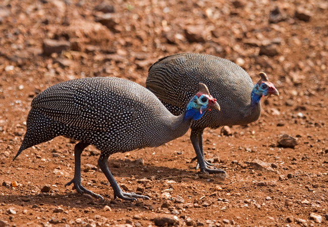 Helmeted Guineafowl {Numida meleagris}