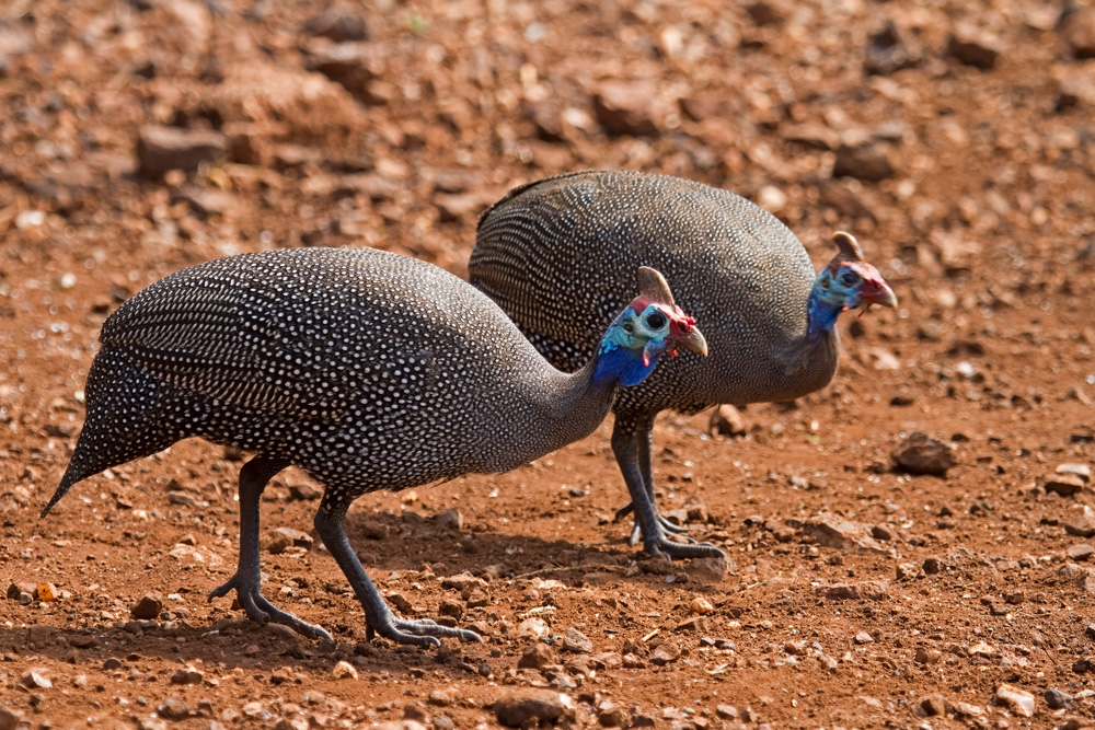 African Guinea Fowl