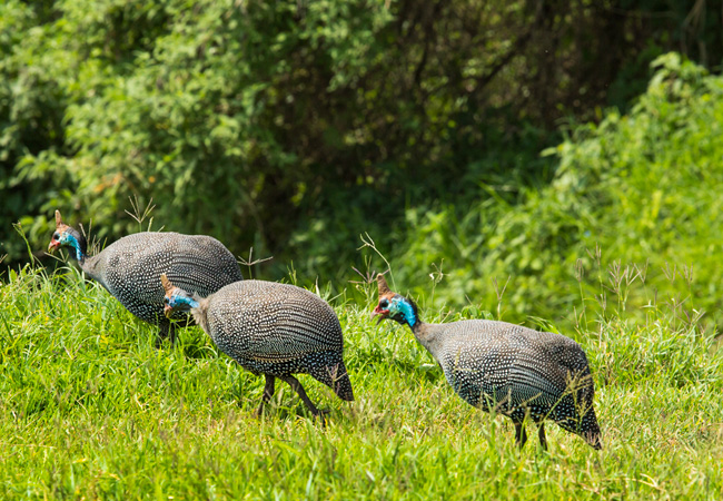 Helmeted Guineafowl {Numida meleagris}