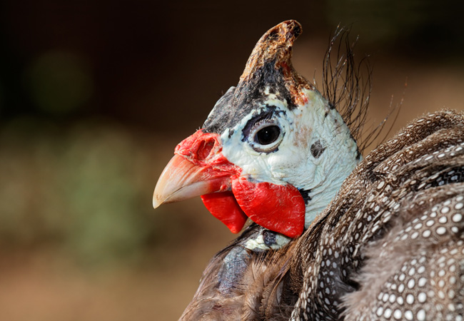 Helmeted Guineafowl {Numida meleagris}