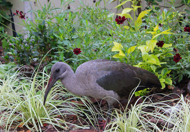 Hadeda Ibis {Bostrychia hagedash}