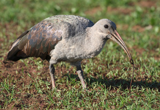 Hadeda Ibis {Bostrychia hagedash}