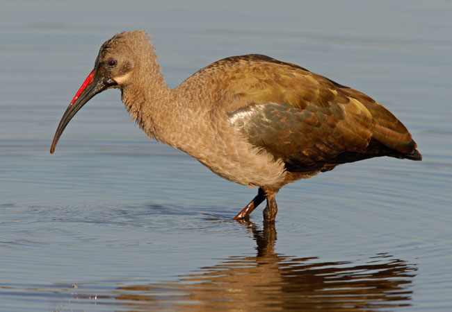Hadeda Ibis {Bostrychia hagedash}