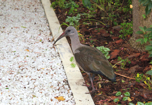 Hadeda Ibis {Bostrychia hagedash}