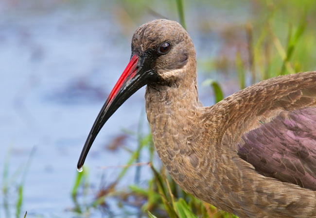 Hadeda Ibis {Bostrychia hagedash}
