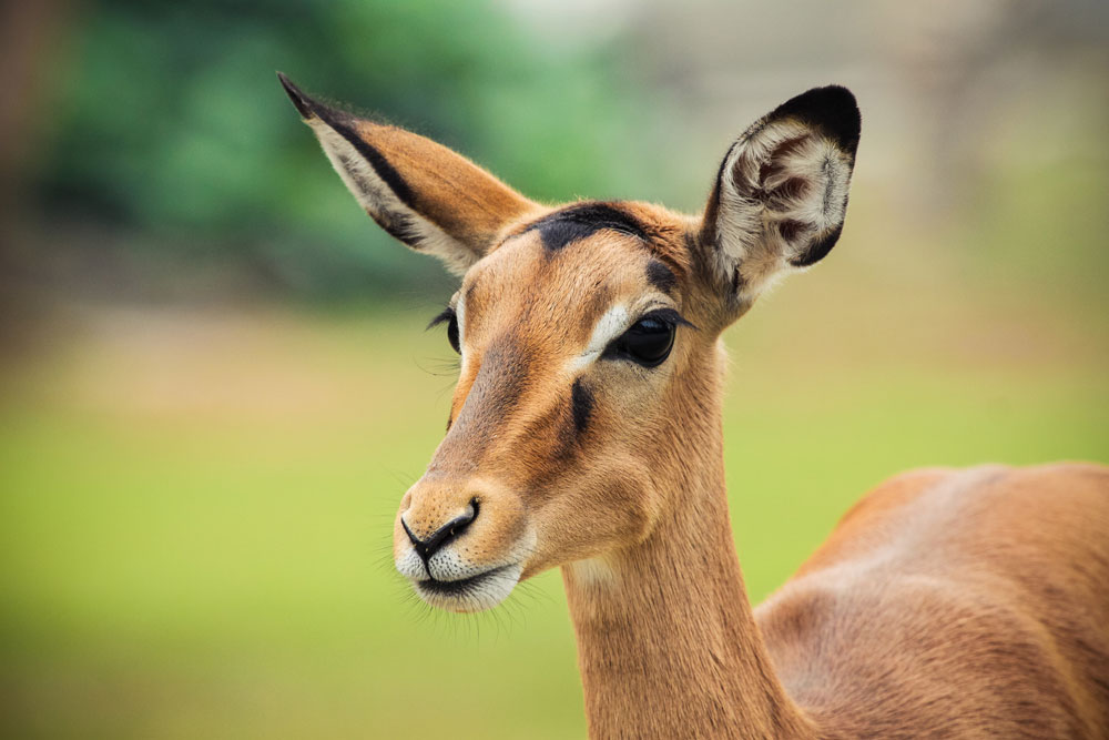 Impala Animal Face