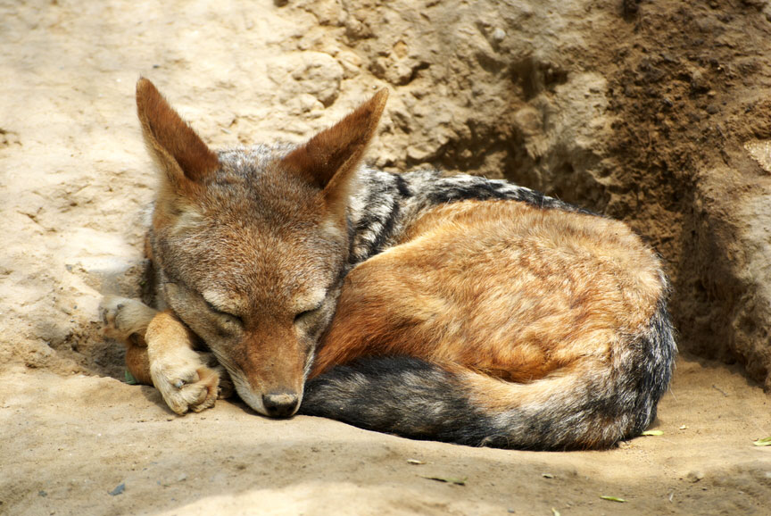 African Jackal