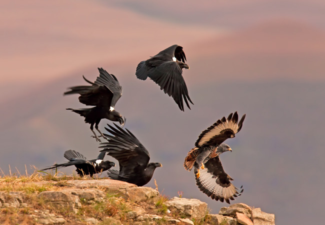Jackal Buzzard {Buteo rufofuscus}