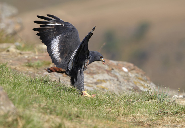 Jackal Buzzard {Buteo rufofuscus}