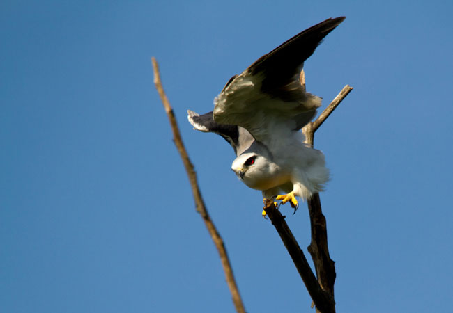 Black-shouldered Kite {Elanus caeruleus}
